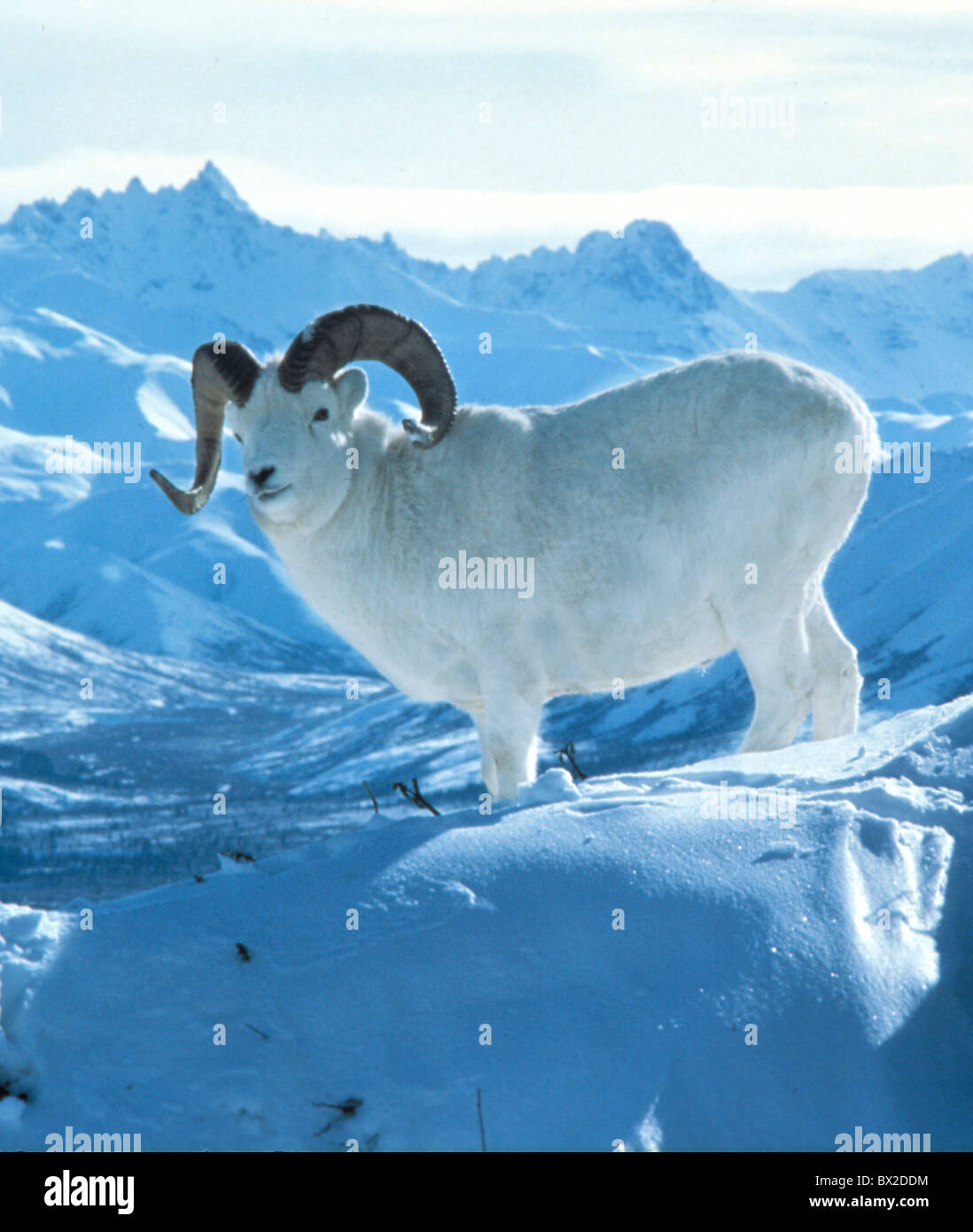 Alaska America Animal Animals Dall Sheep Dall sheep Denali national ...