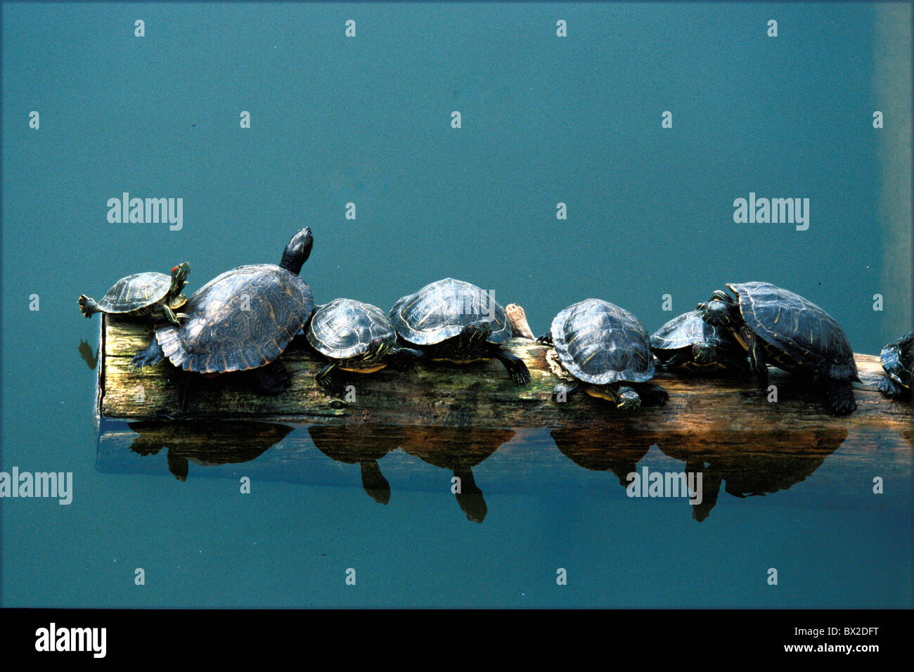 Several animals hi-res stock photography and images - Alamy
