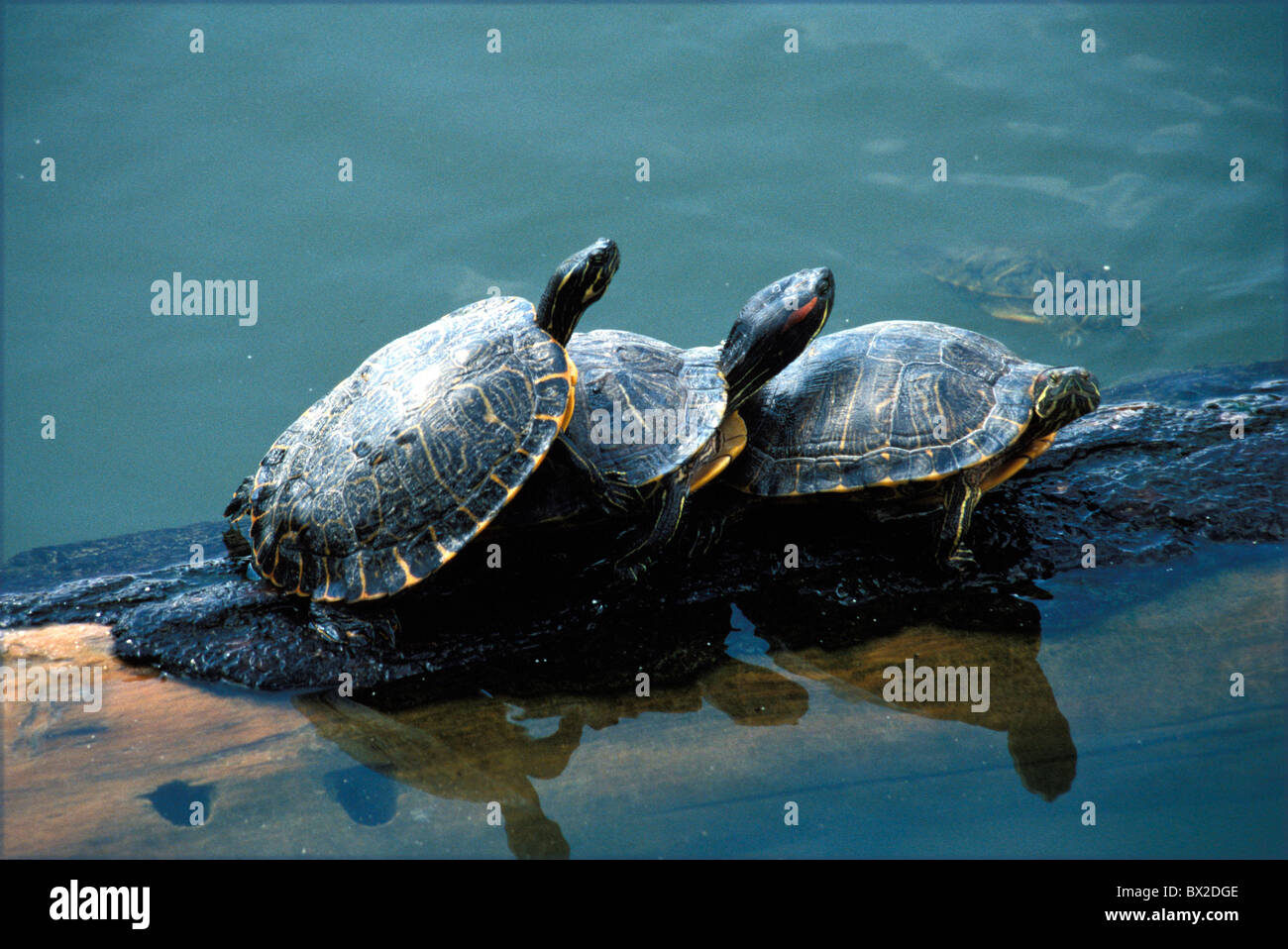 Animal Animals Several Tortoises Trunk Turtles Water Stock Photo - Alamy