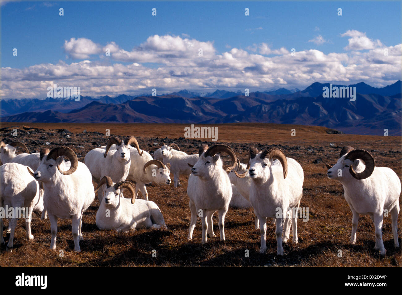 Alaska America Animal Animals Dall Sheep Dall sheep Denali national ...