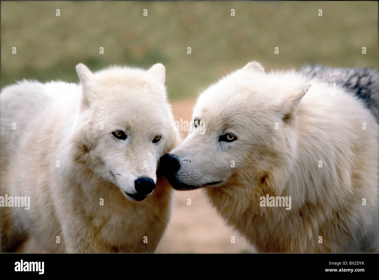 Animal Animals Canus lupus white Pair Portrait Portraits Two Two ...