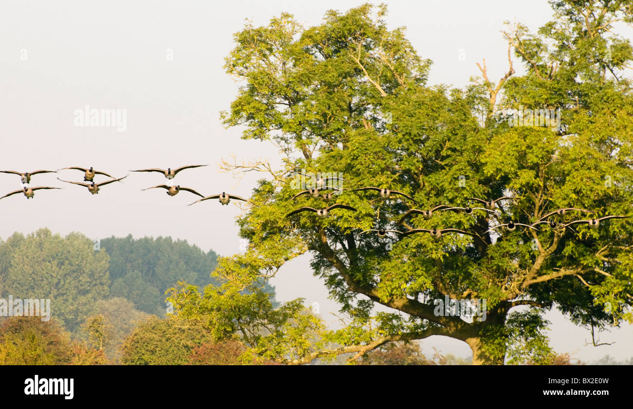 Gaggle of Canadian Geese flying low past an old oak tree towards camera ...