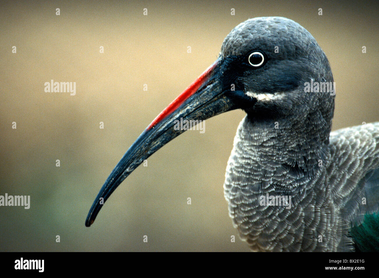 Animal Animals Bird Birds Bostrychia hagedash Hadada Ibis Hadeda Ibis ...