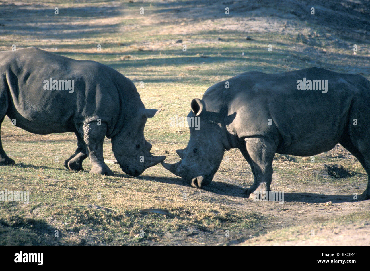 Animal Animals Battle Battles square-lipped rhinoceros Ceratotherium ...