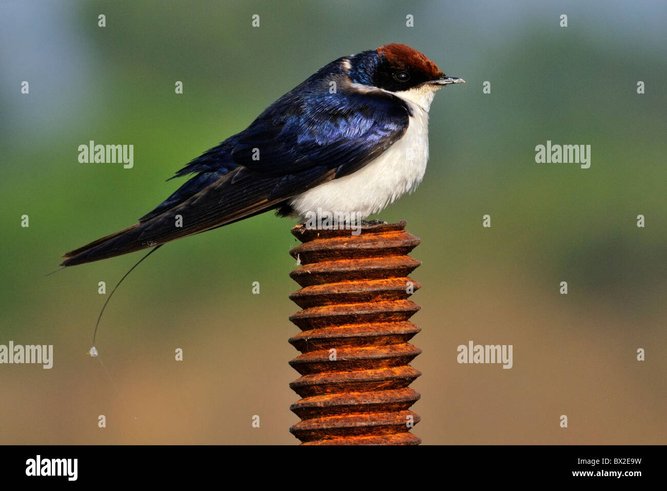 Wire-tailed Swallow - Hirundo smithii, Gujarat, India Stock Photo - Alamy