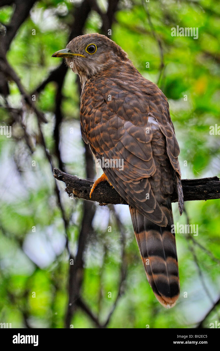 Indian cuckoo hi-res stock photography and images - Alamy