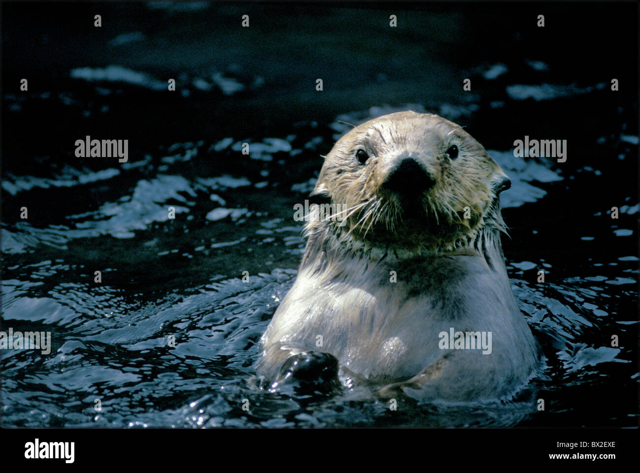 Animal Animals Enhydra lutris Lake viper Otters Sea Sea viper Sea ...