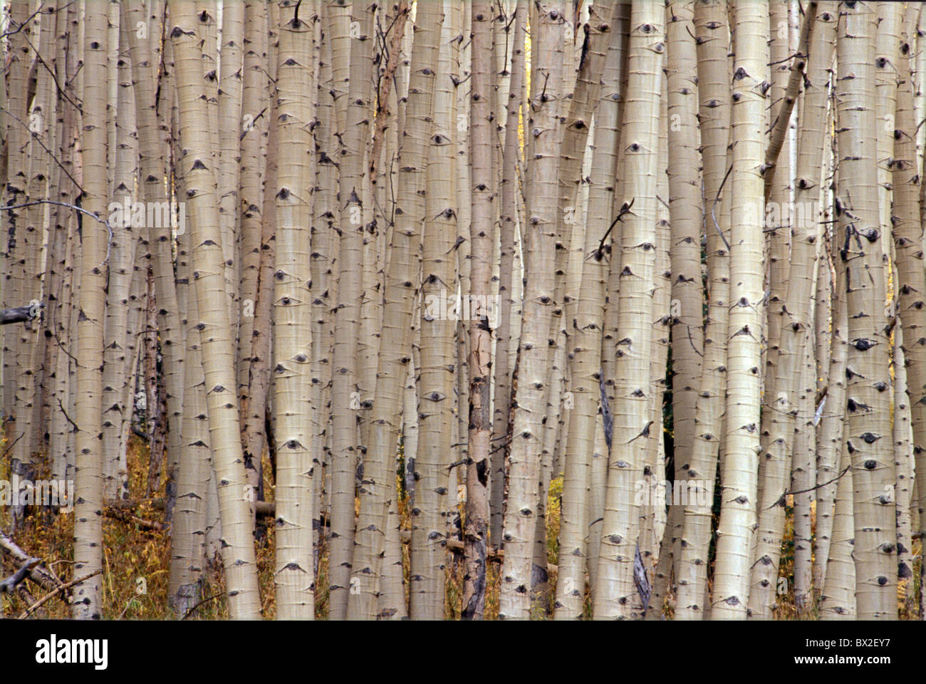 America American aspen Aspen Aspen tree Aspens Color Colorado Colour ...