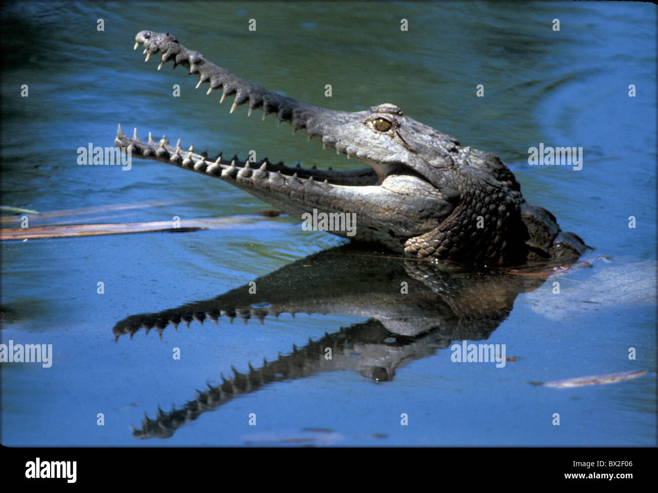 Animal Animals Australia Crocodile Darwin Head Heads Northern ...