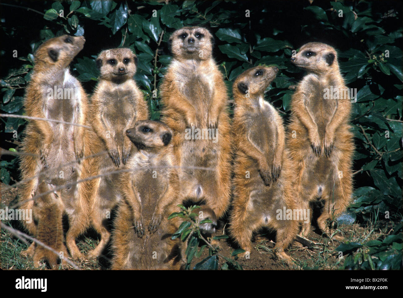 Animal Animals Group Groups Guenon Meerkat Meerkats Several Suricata ...