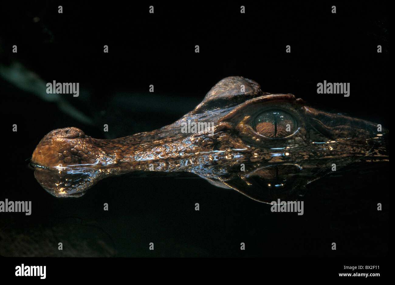 Animal Animals Cayman Crocodile Dwarf caiman Eyes Head Heads ...