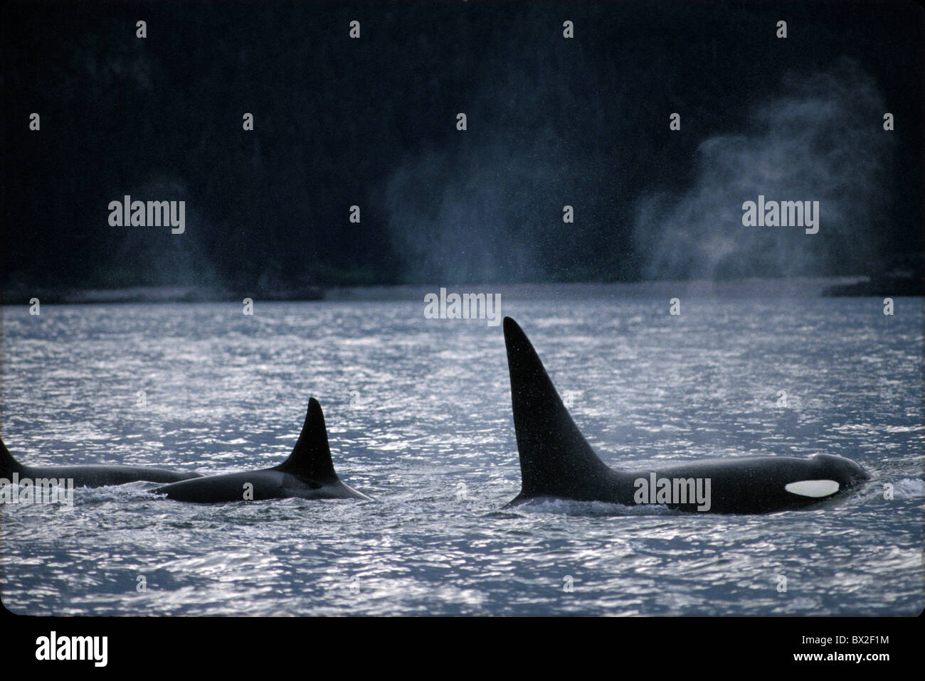 Alaska America Animal Animals Coast Dorsal fins Grampus Killer Whale ...