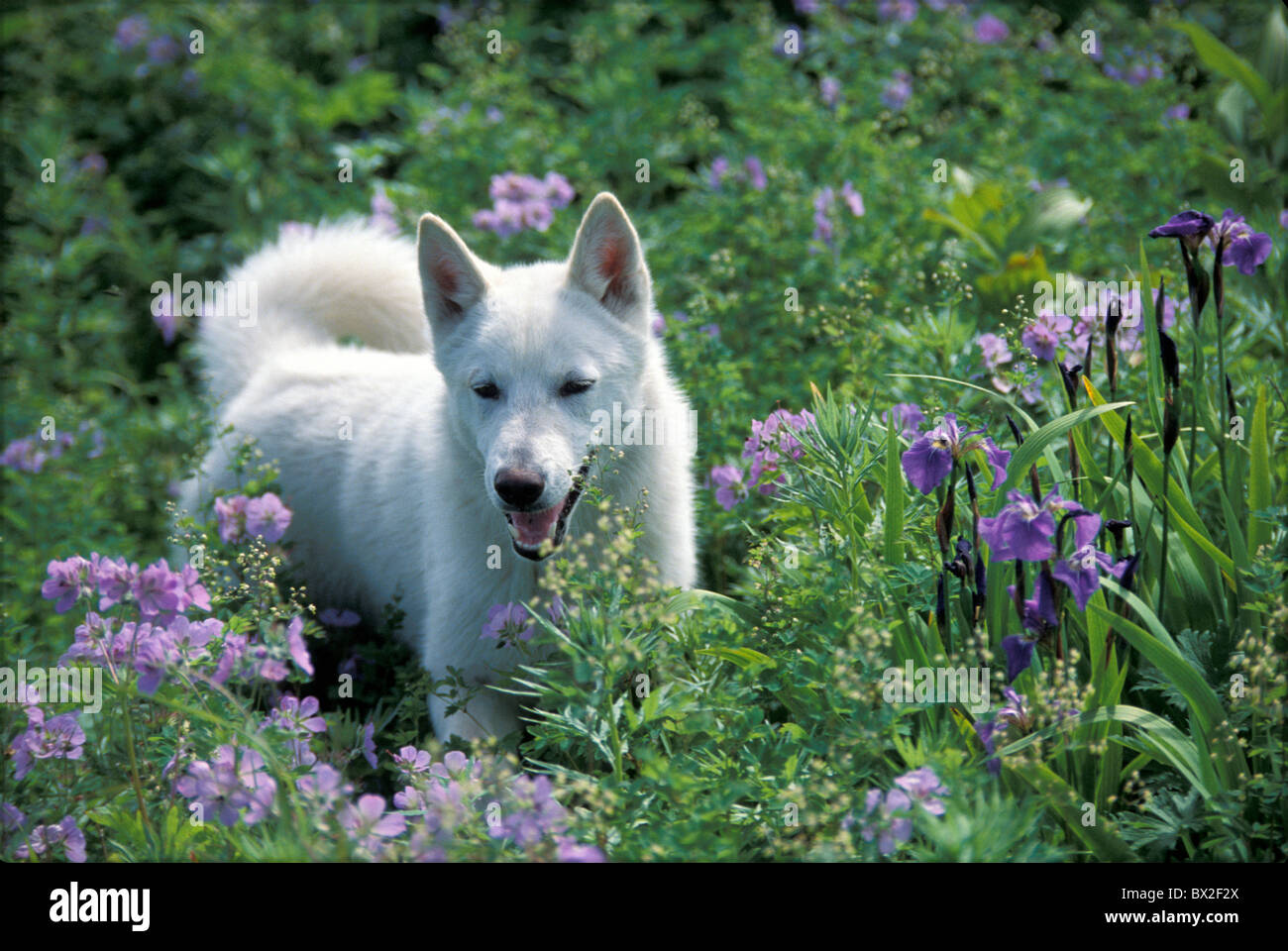 Dogs with flowers hi-res stock photography and images - Alamy
