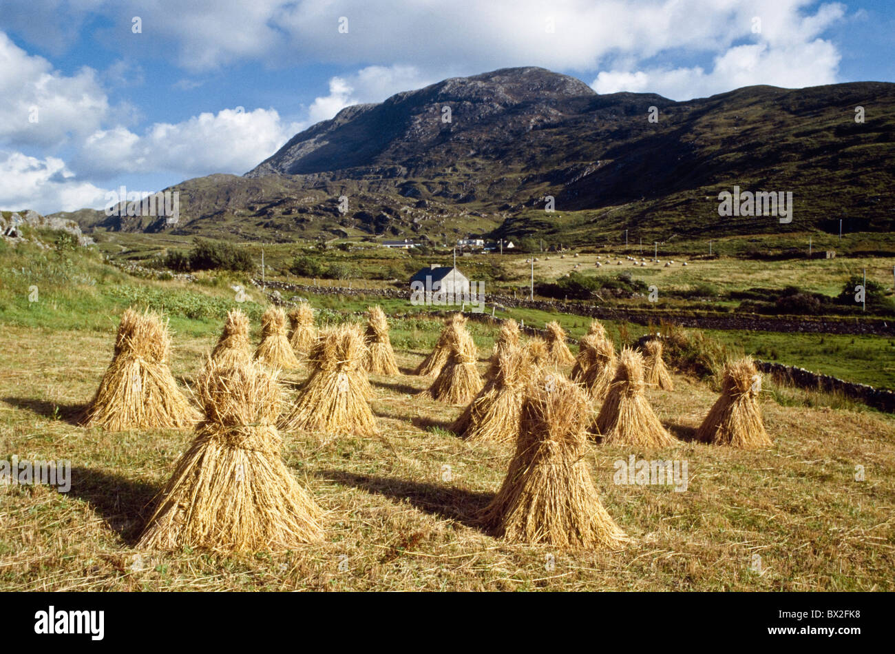Traditional Farming, Wheat Stooks Stock Photo - Alamy