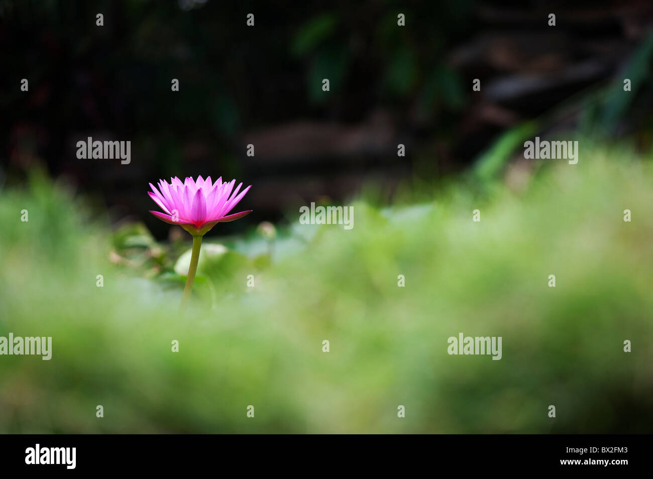 Nymphaea. Tropical waterlily flower in a pond in India. Shallow Depth ...
