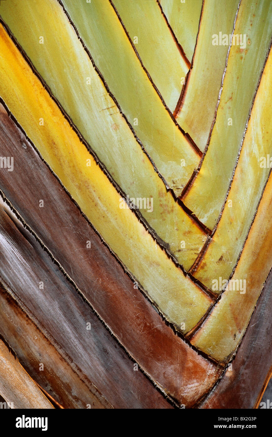 Detail Details Leaves Palm tree Plant Structure Vertical Stock Photo ...