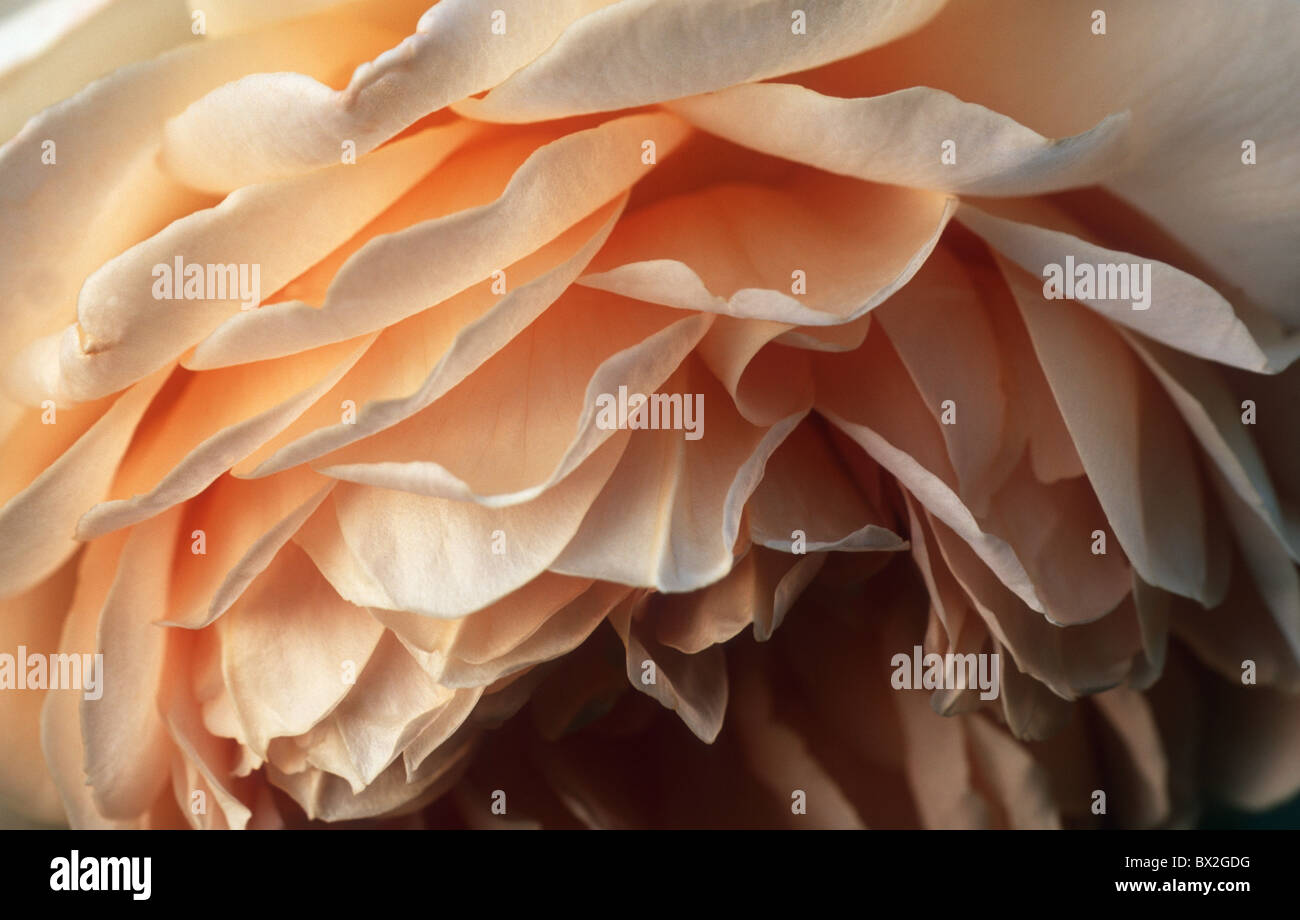 rose salmon close-up flowers daytime color colours summer outside ...