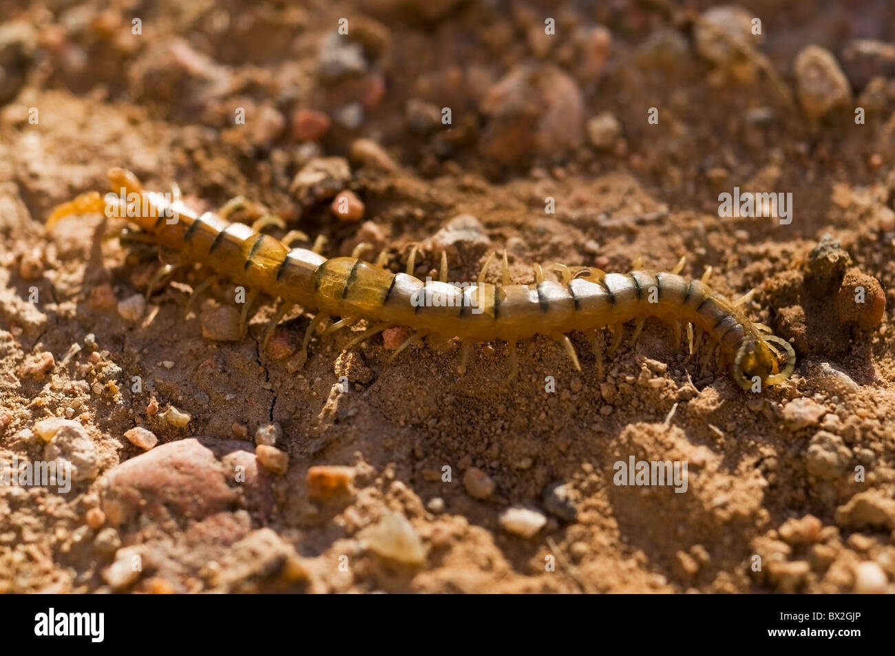 Centipede Crawling High Resolution Stock Photography and Images - Alamy