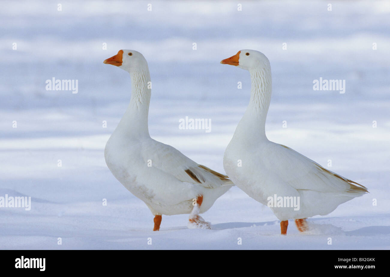 two white goose geese animal bird farm animal farm winter snow ice cold ...