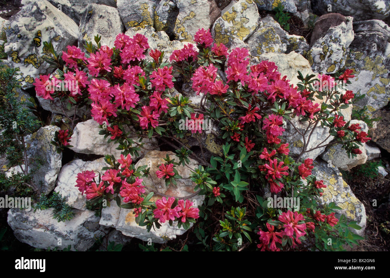 Alpine rose flower pink grey rocks mountain shrub flowering summer ...