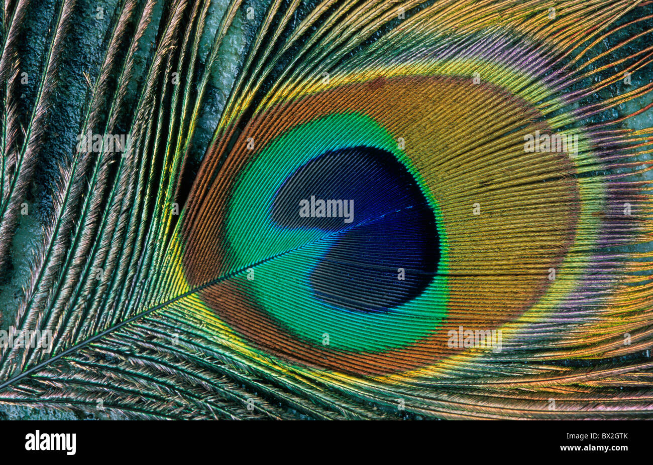 feather peacock color colours close-up outdoor daytime symbol bird ...