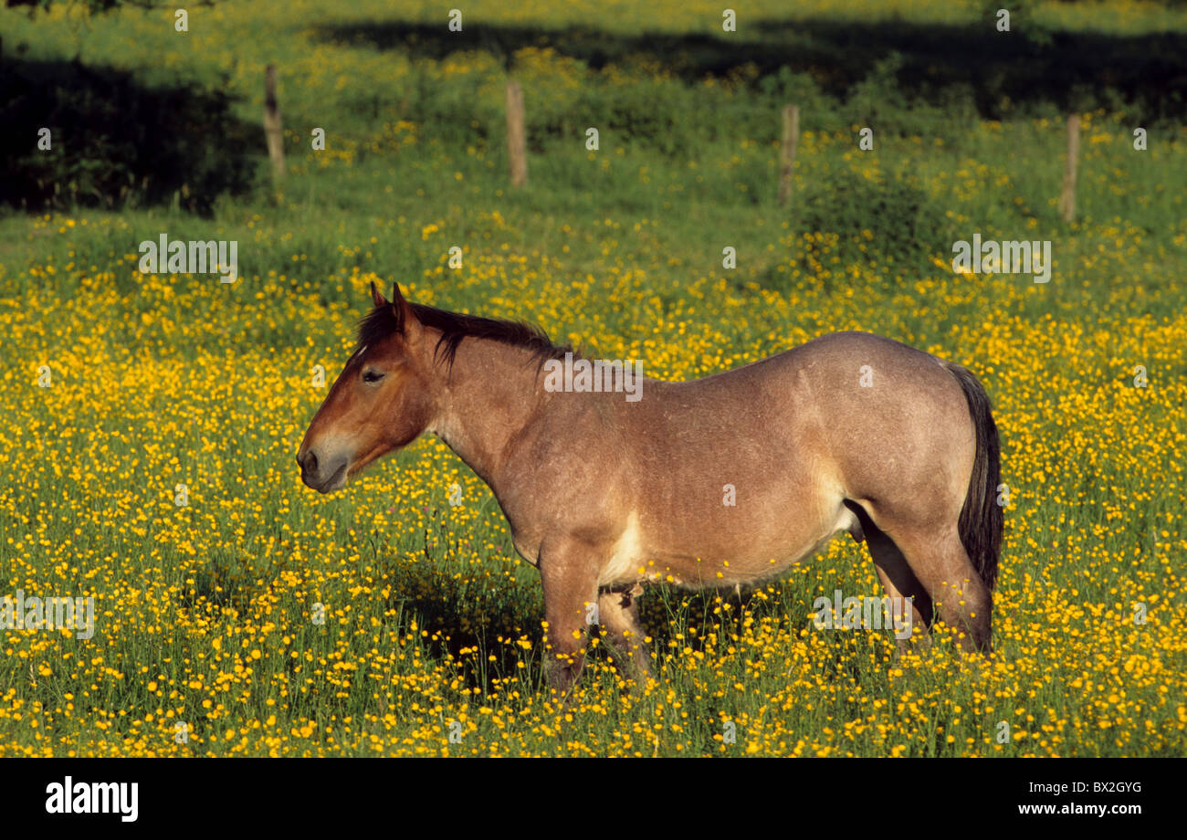 horse animal meadow flowers yellow nature summer daytime outside ...