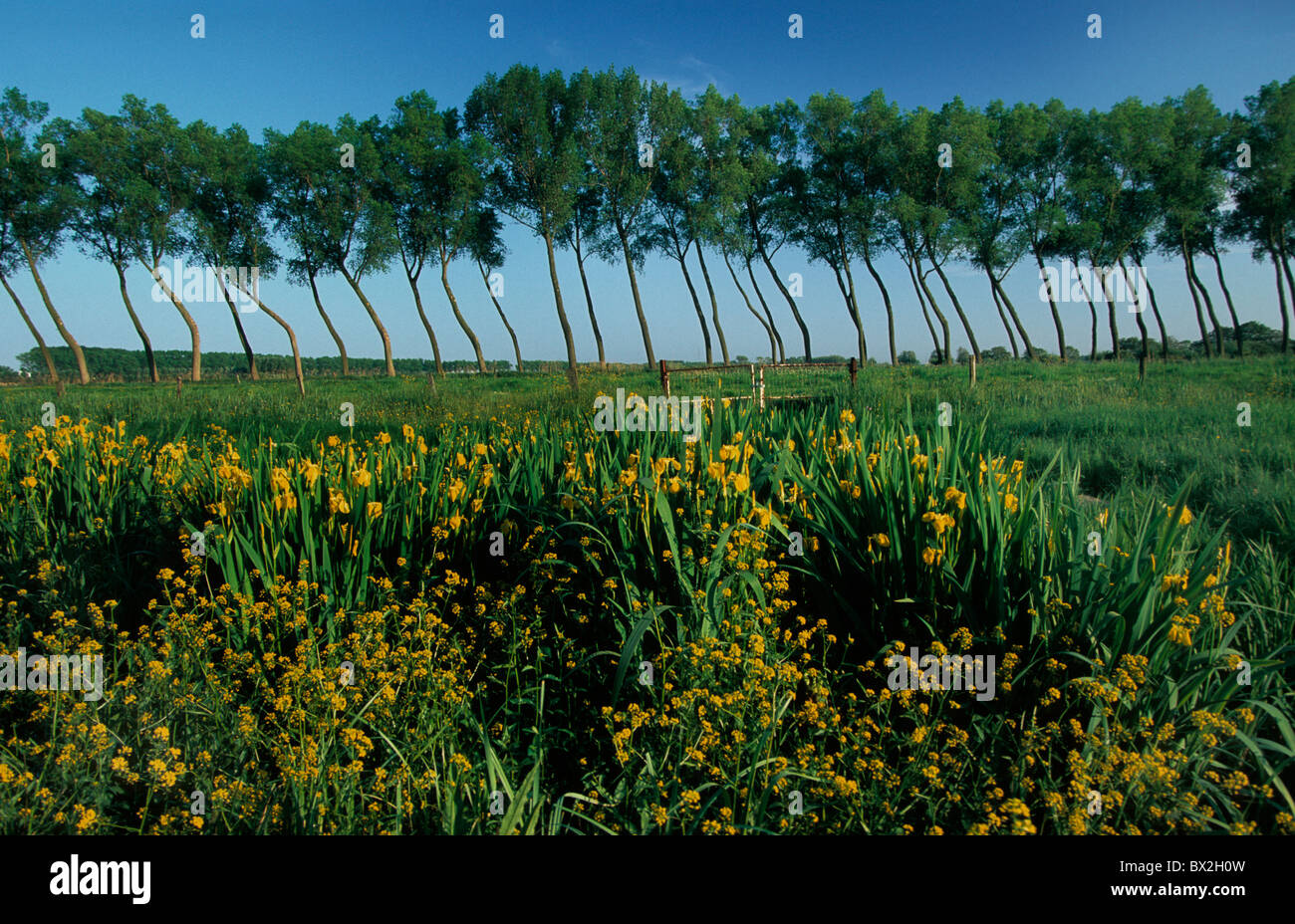 Blue yellowflag hi-res stock photography and images - Alamy