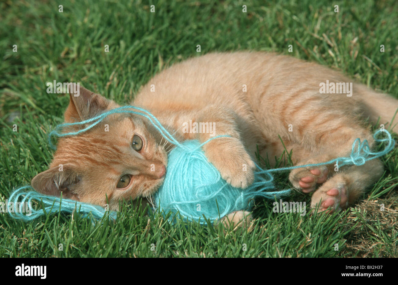 kitten cat red animal pet color blue wool playing cute charming outdoor ...