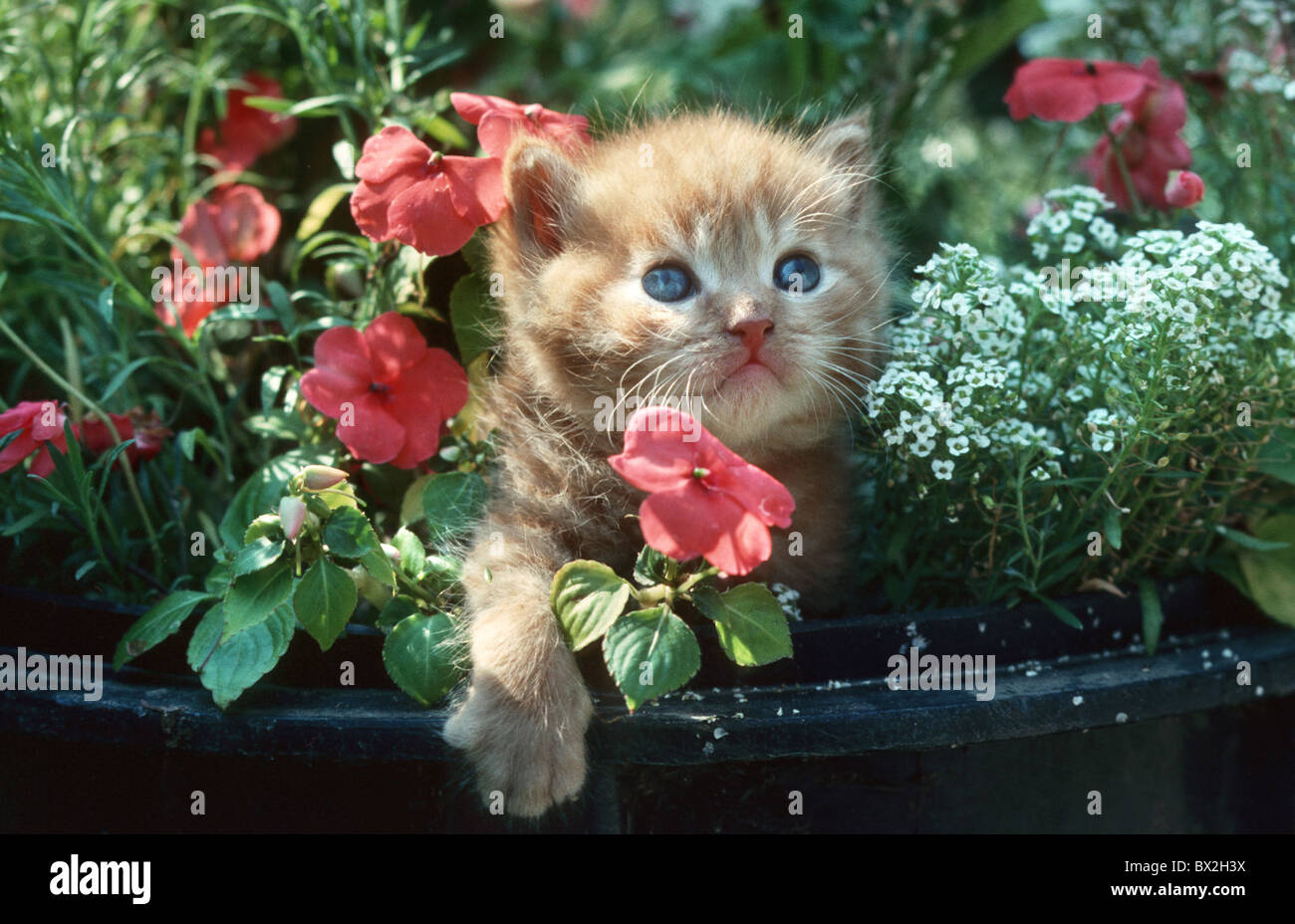 kitten cat red animal pet color flowers flowerpot garden terrace cute ...
