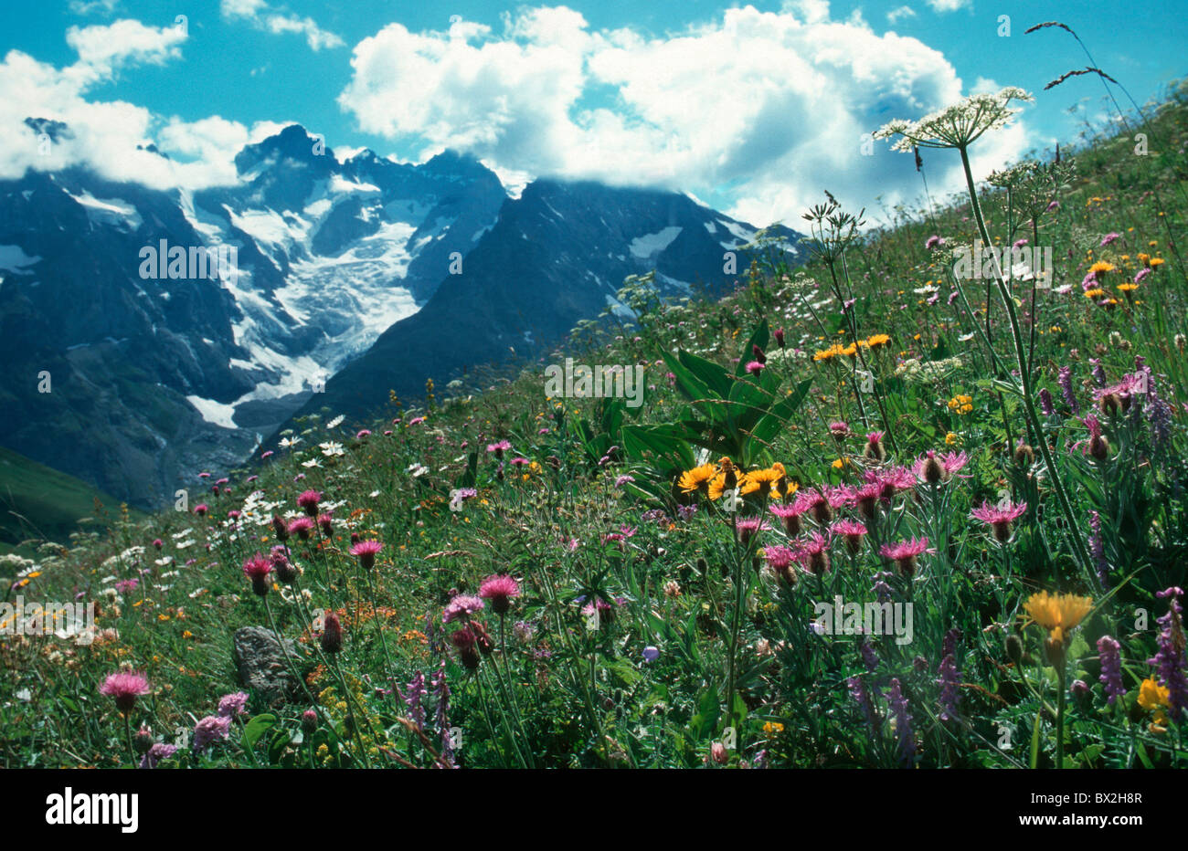 mountains Alps flowers flowering color summer sunshine daytime nature ...