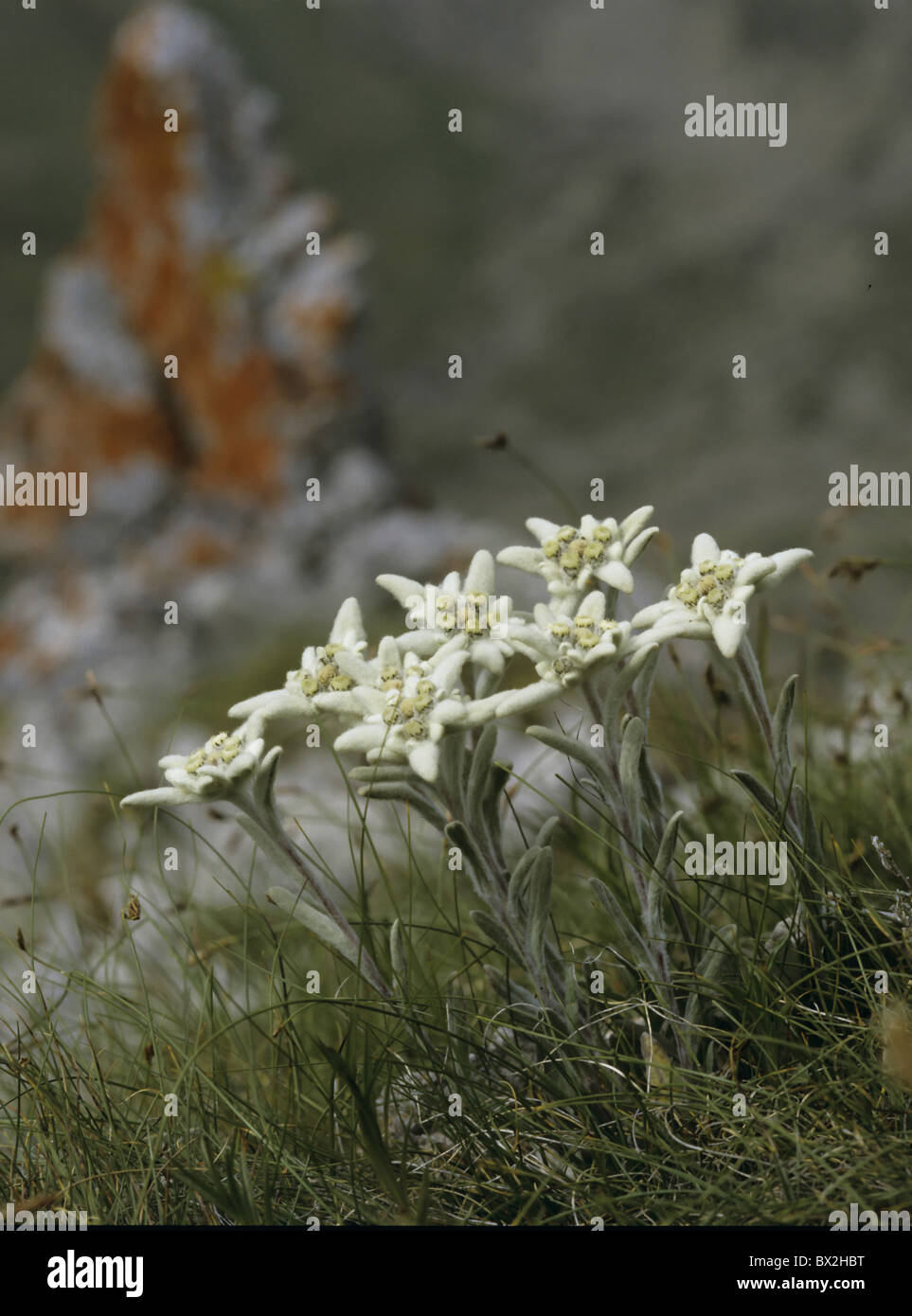 Alpine flora blossoms Edelweiss flowers mountains nature plants Alps ...