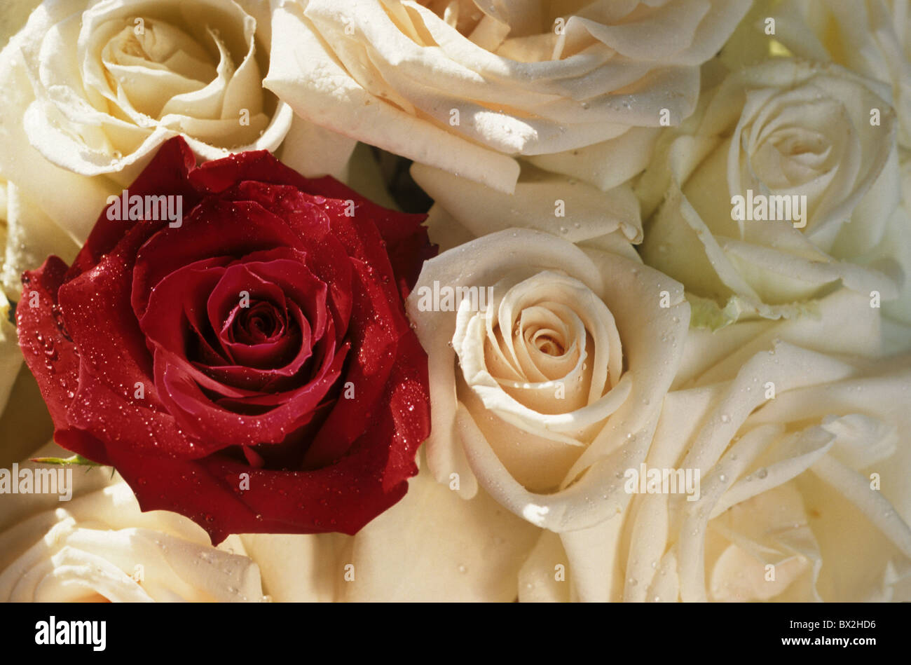 red white roses close-up full frame symbol romantic charming flower ...