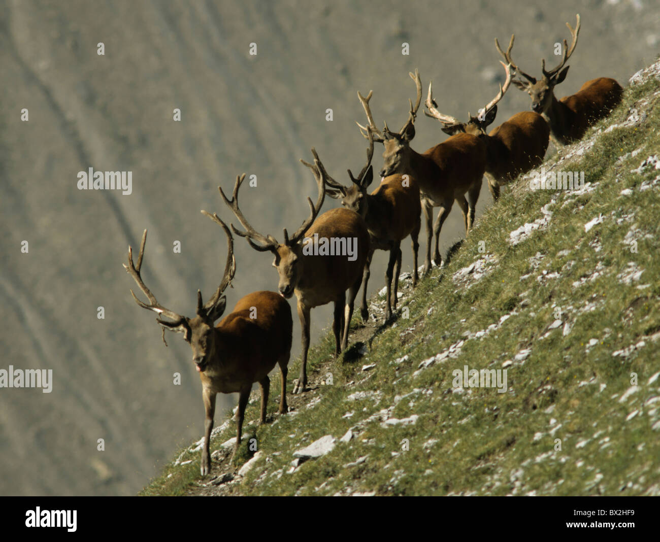 animal animals Cervus elaphus deer group herd mountains steep slope Red ...
