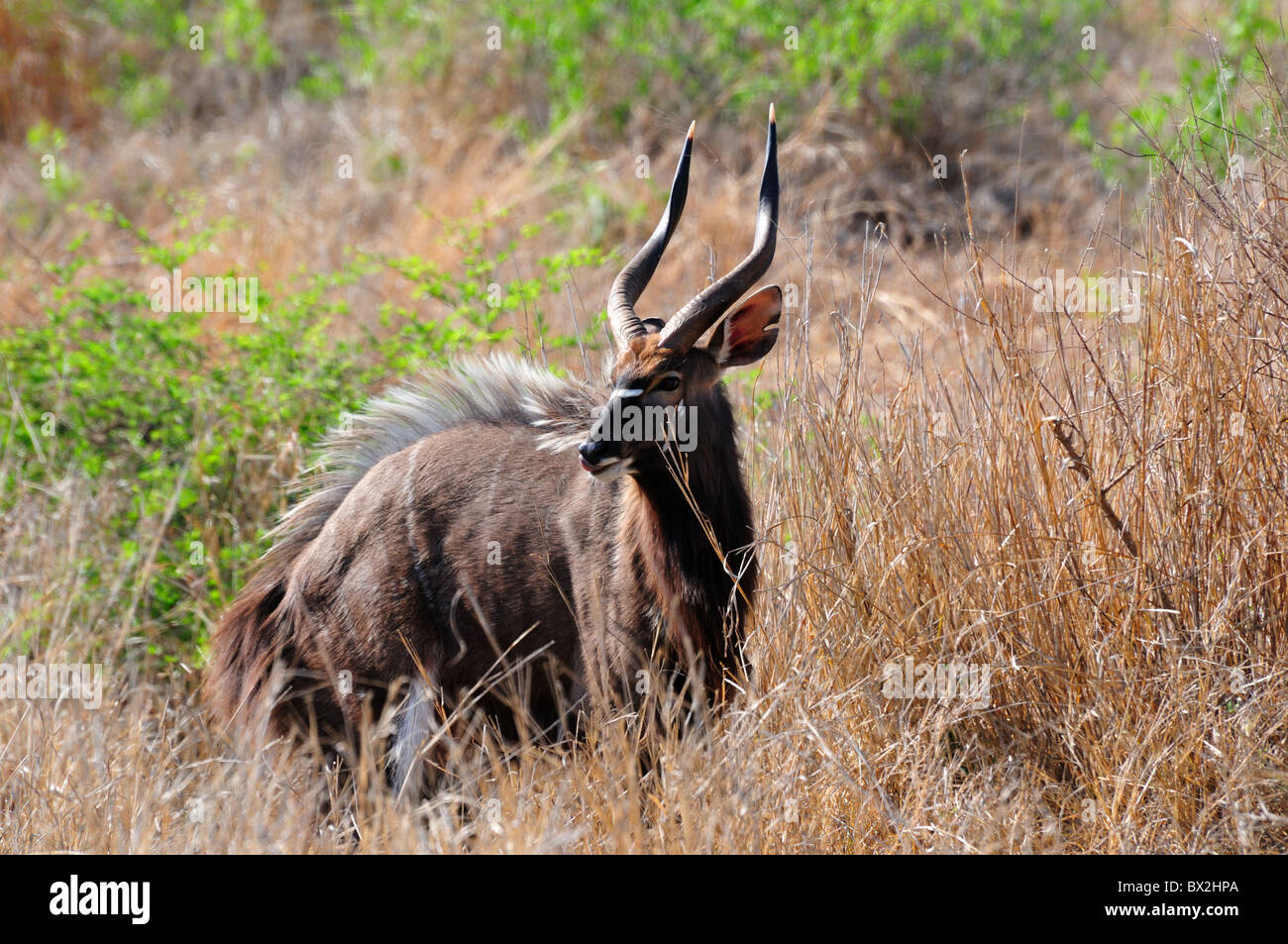 A male Nyala in the bushes. Kruger National Park, South Africa Stock ...