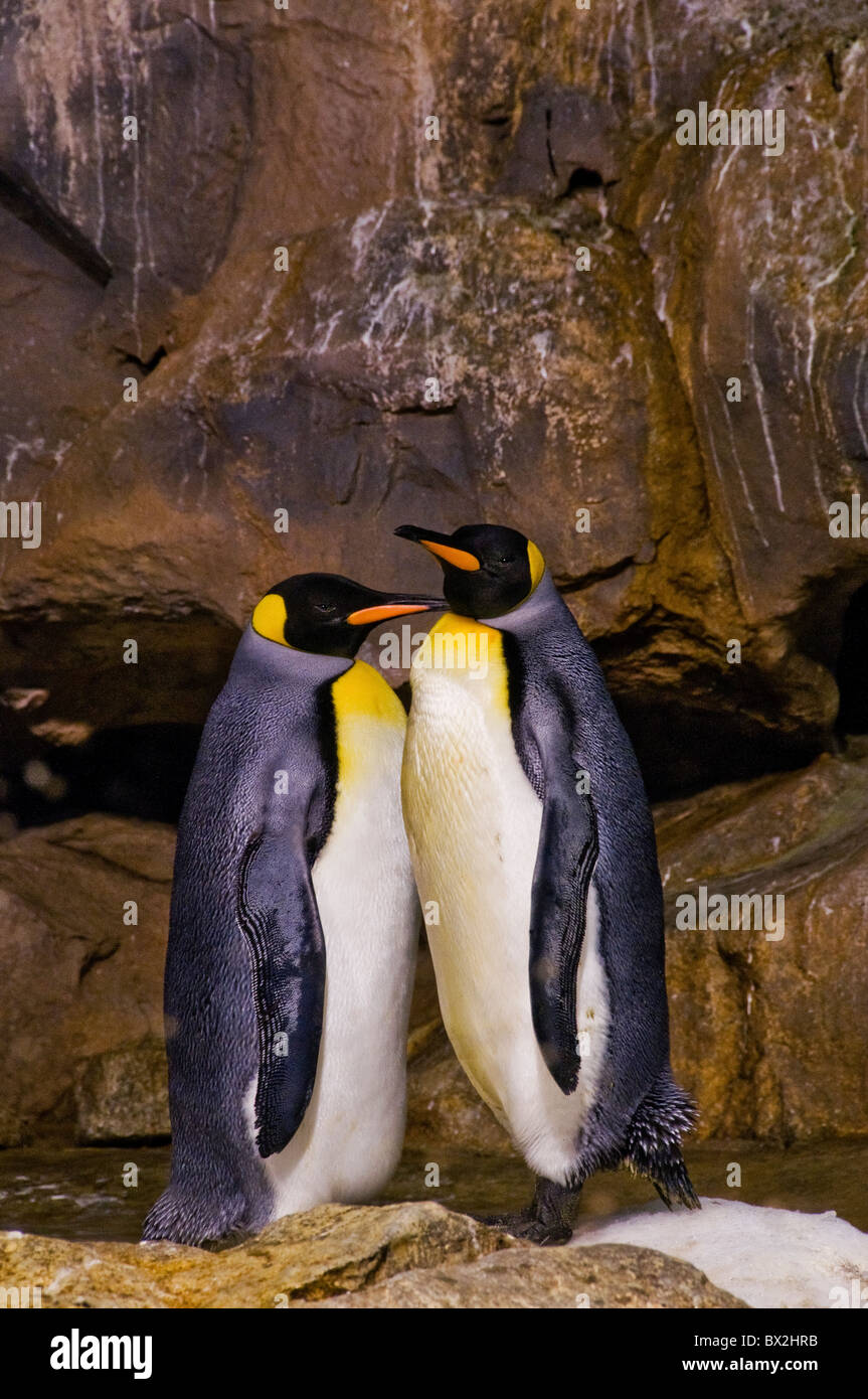 Pair of king penguins emperor Stock Photo - Alamy