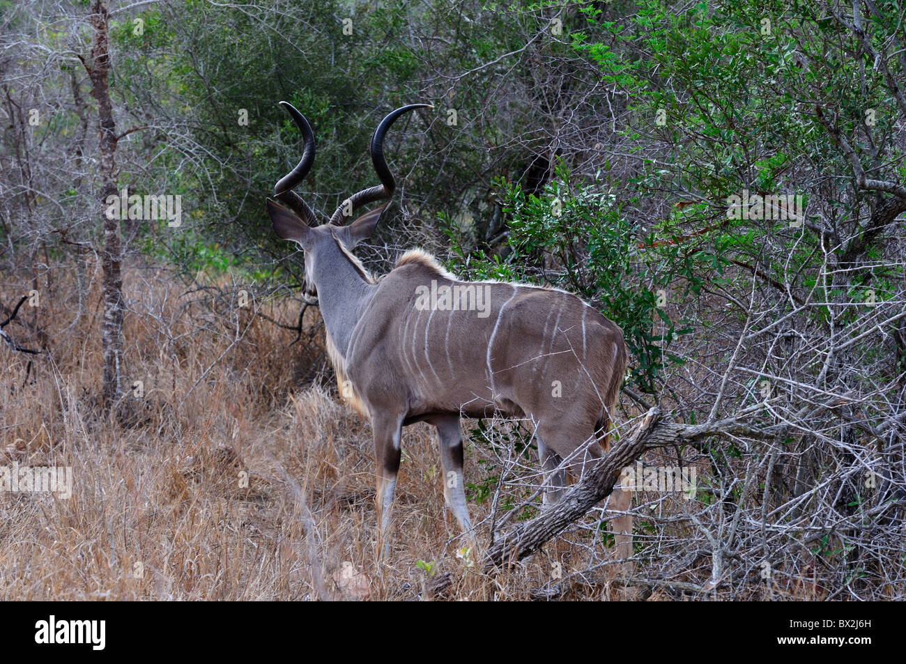 A male Nyala in the woods. Kruger National Park, South Africa Stock ...