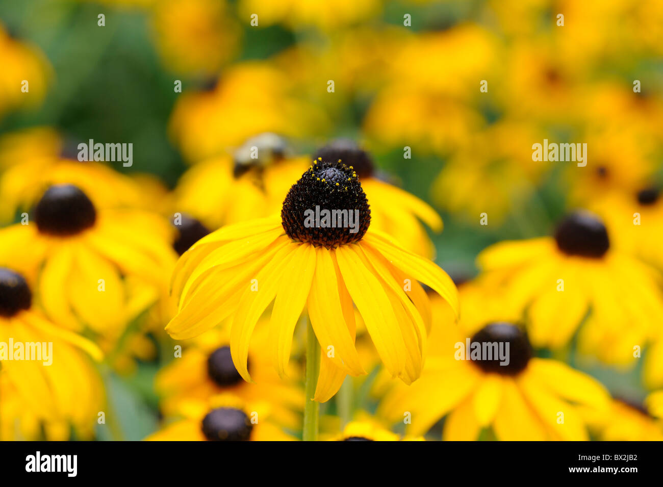 High resolution macro photograph of beautiful summer flowers Stock ...
