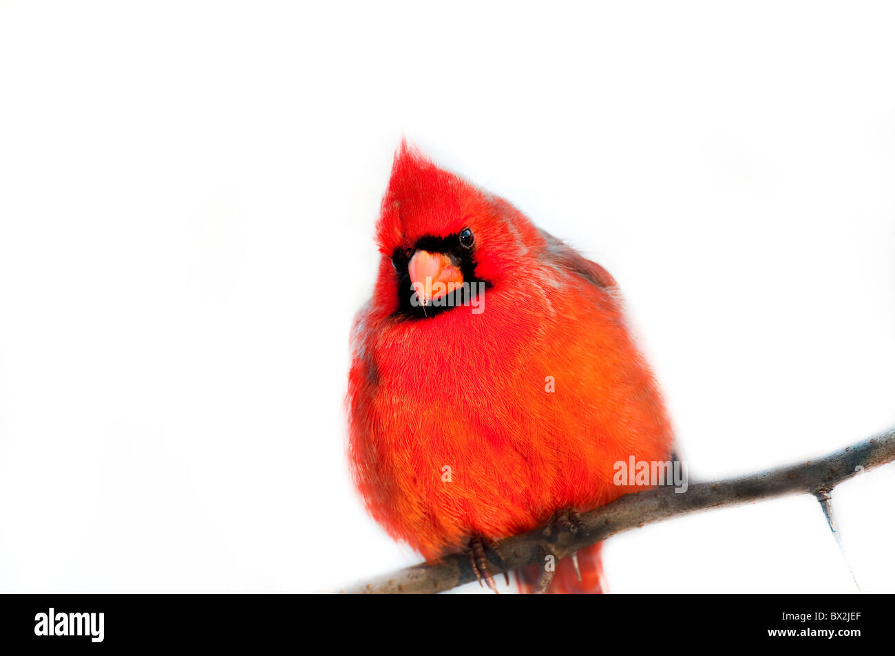 Striking photograph of Northern cardinal isolated on white: Cardinalis ...