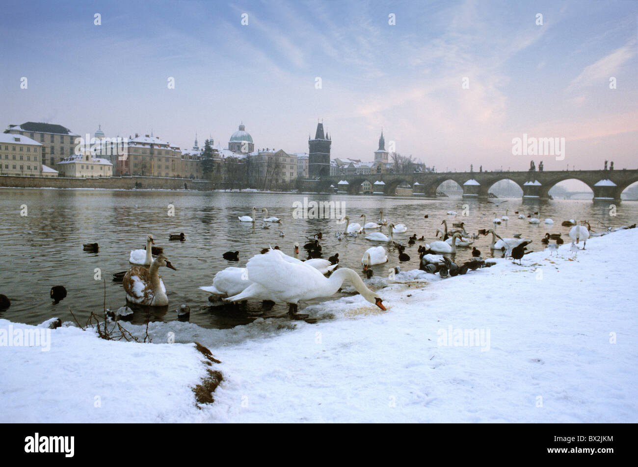 Aquatic birds hi-res stock photography and images - Alamy