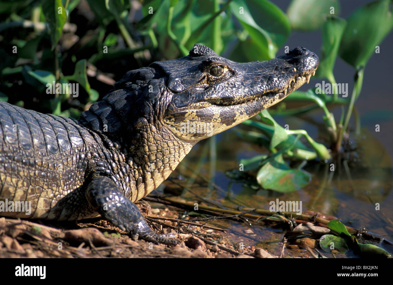 Caiman Caiman crocodilus Pantanal South of Cuiaba Mato Grosso Brazil ...