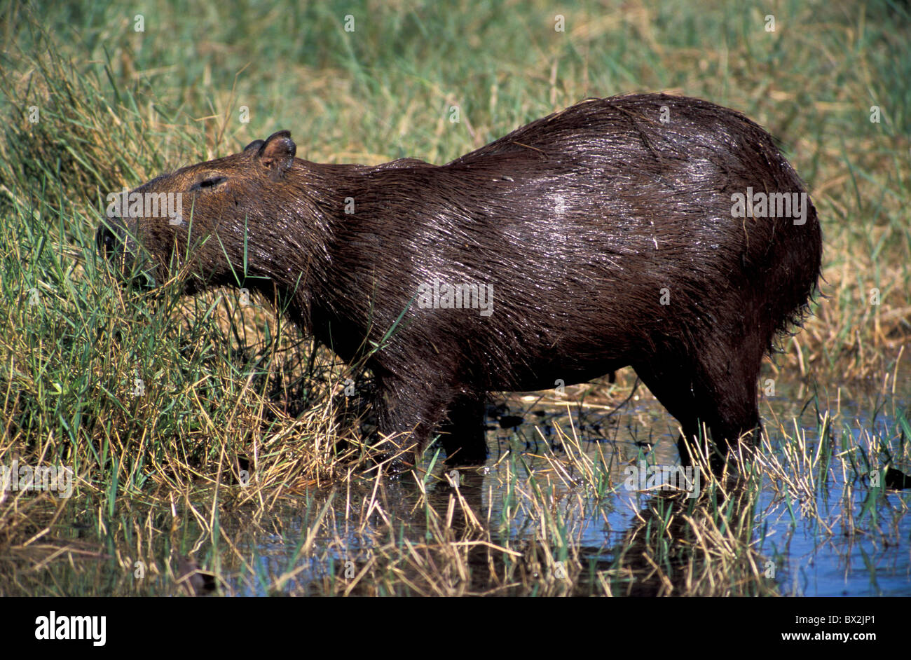 Gross Animal Pictures