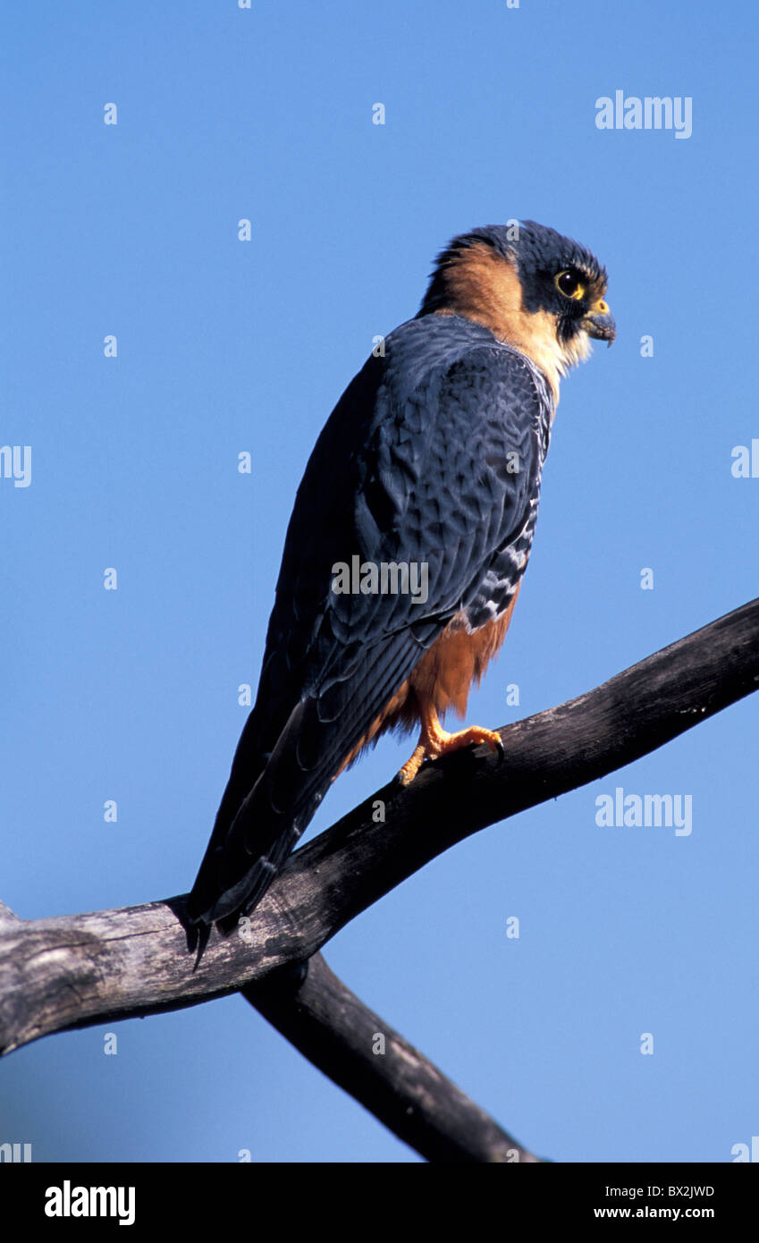 Bat Falcon Falco rufigolaris Parc National Chapada dos Guimares near ...