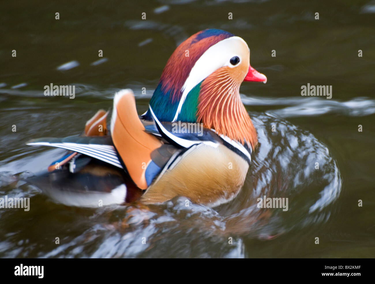 Mandarin on the canal hi-res stock photography and images - Alamy