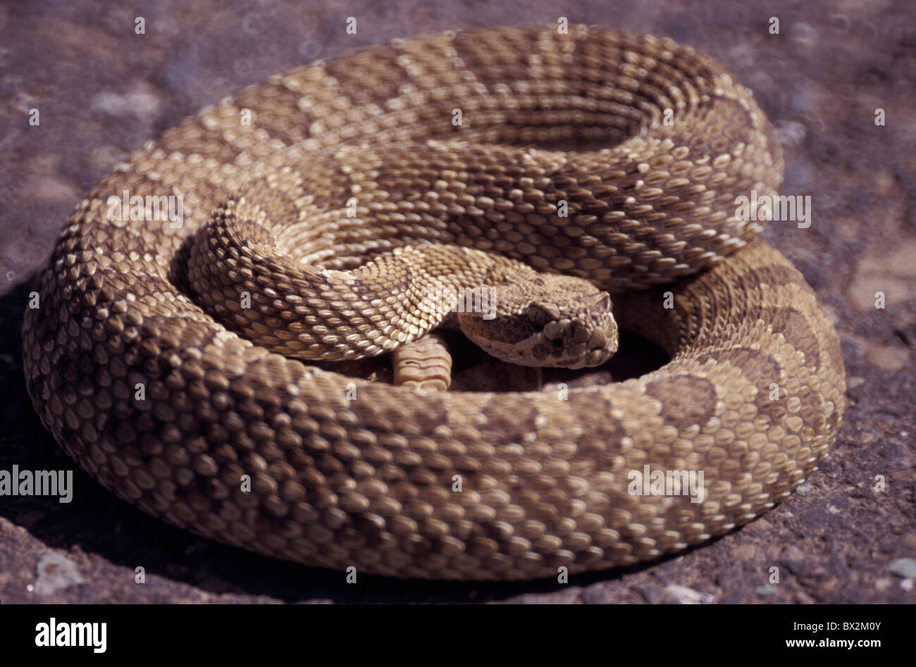 Western Rattlesnake Crotalus viridis USA America North America Animal ...