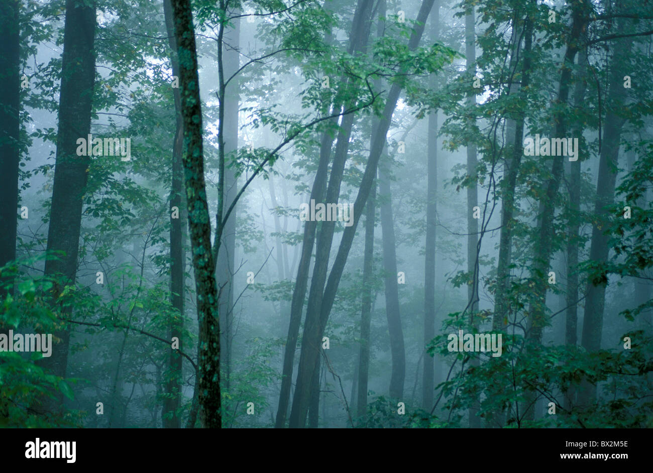 Forest fog Blue Ridge Parkway Appalachian Mountains North Carolina USA ...