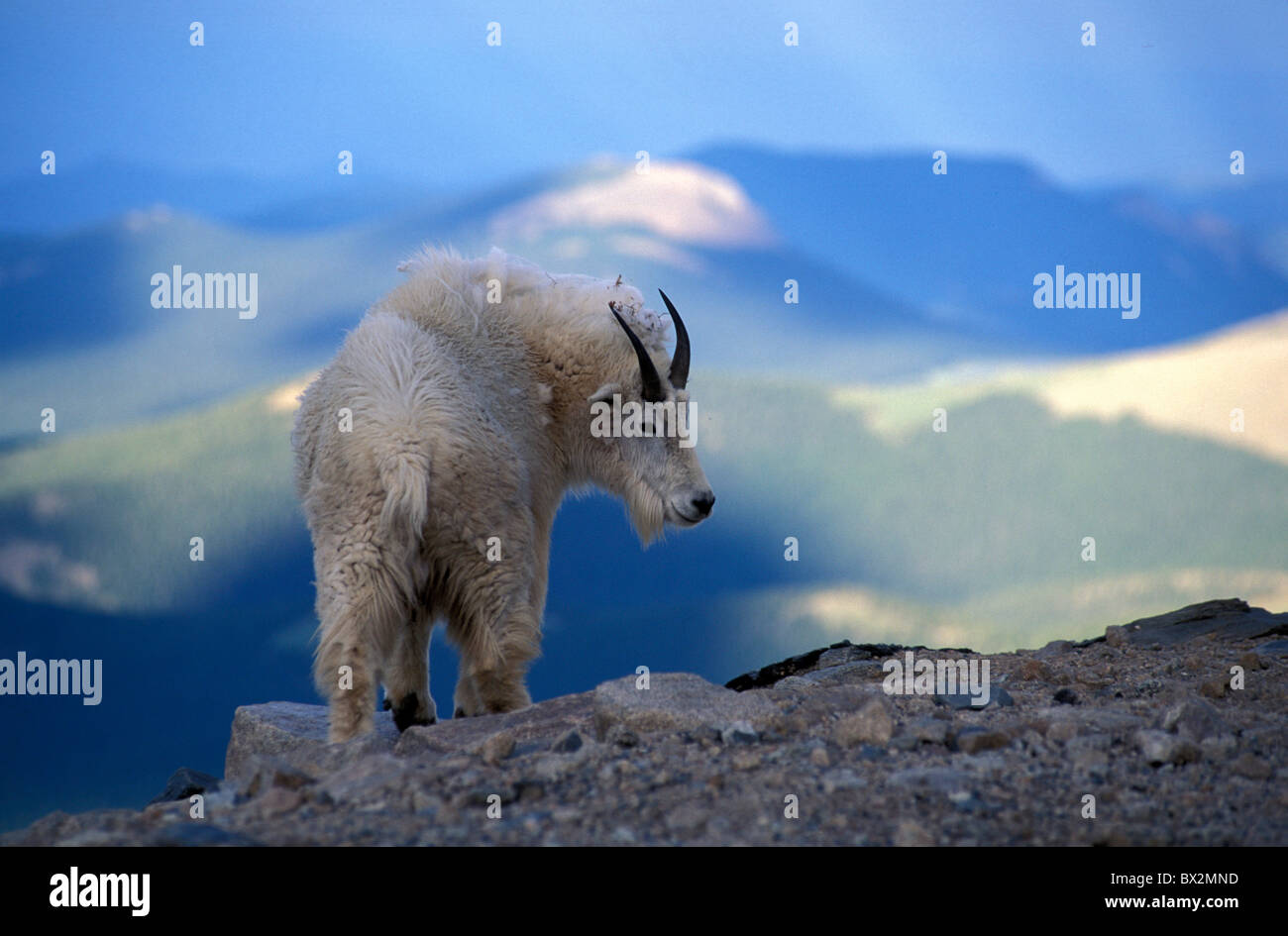 Mountain Goats Mount Evans Rocky Mountains Colorado USA America North ...