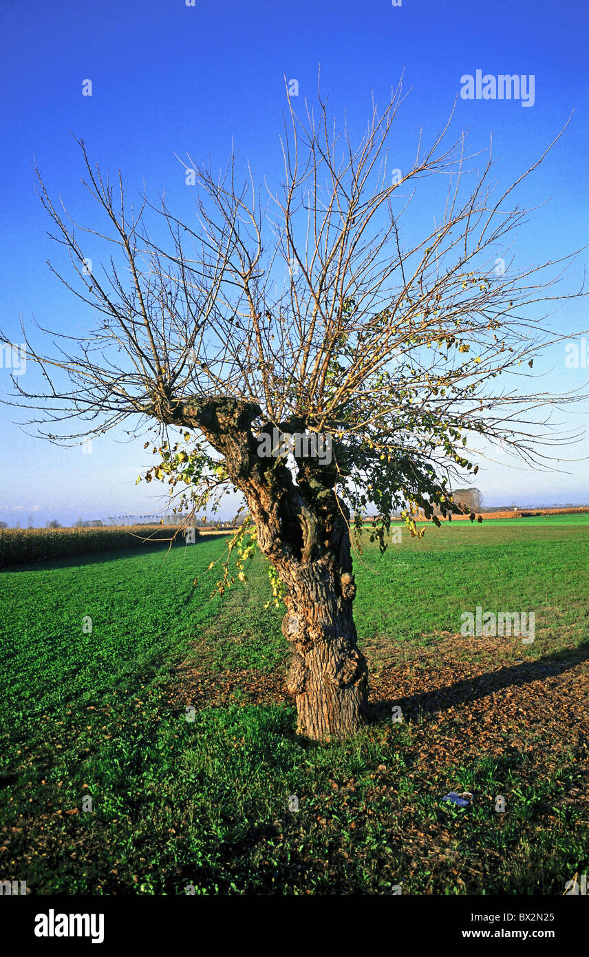 tree white mulberry Morus alba autumn seasons series Stock Photo - Alamy