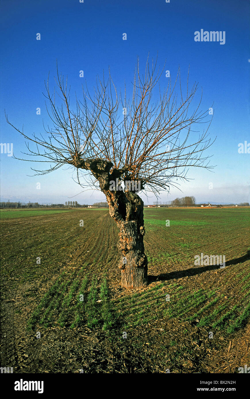 tree white mulberry Morus alba spring seasons series Stock Photo - Alamy