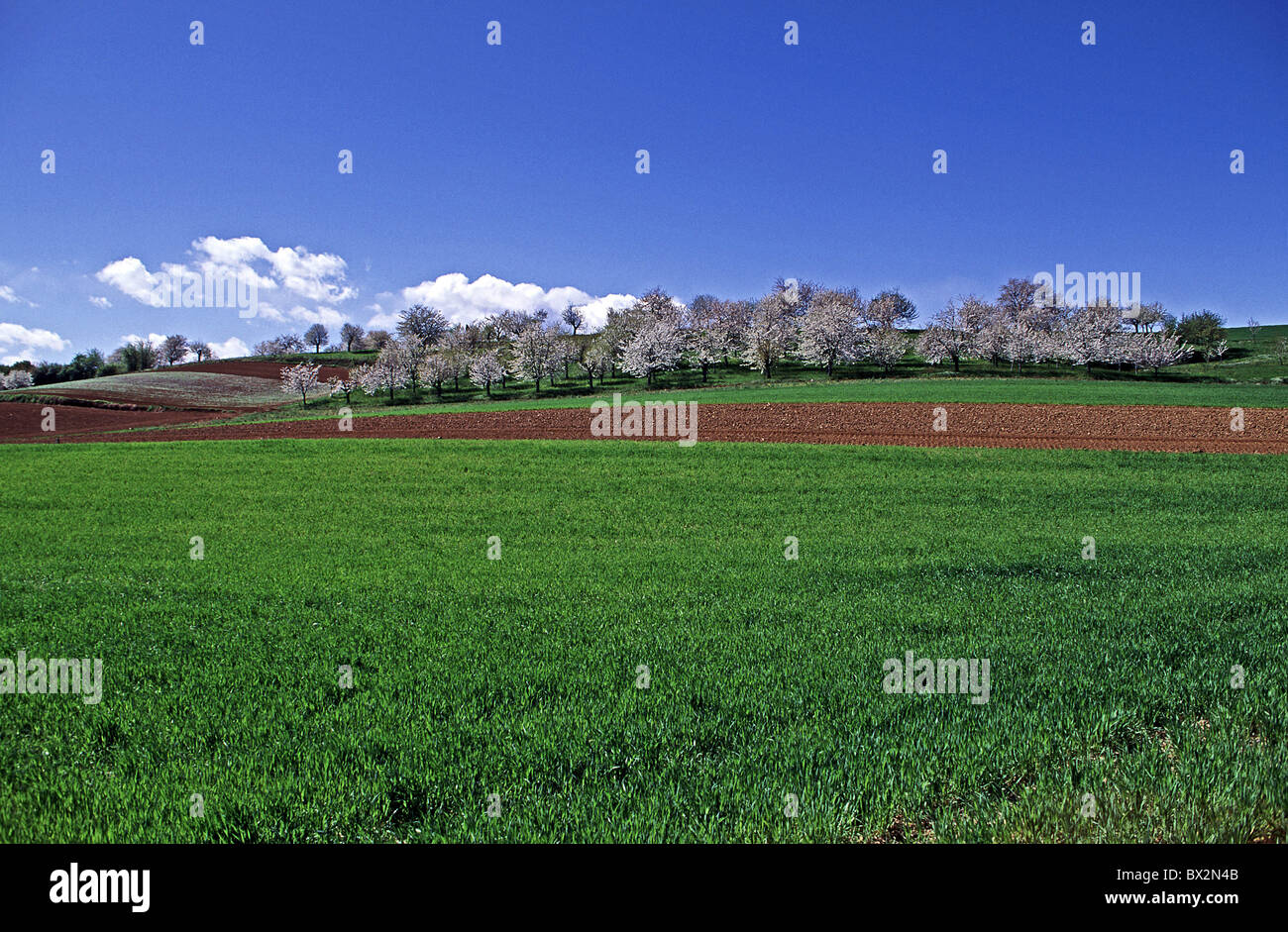 fields scenery landscape cherry flower cherries trees cherry trees ...