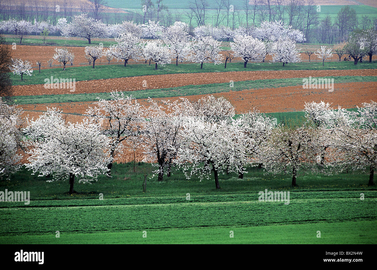 fields field scenery landscape cherry flower cherries trees cherry ...